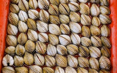 Malaysians Worried As Shellfish From Kelantan Is Toxic Says Fisheries