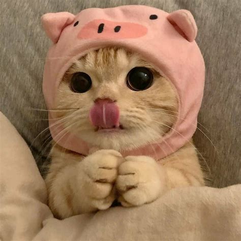 Cats Pfp Matching Couple Cats Pfp Matching Cats Pfp Anime Cats Pfp 