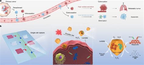 Scheme 1 Schematic Illustration Of The Single Cell Metabolite Analysis