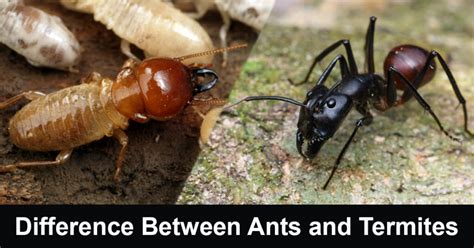 What Are Fire Ants Are They Dangerous Scifaqs