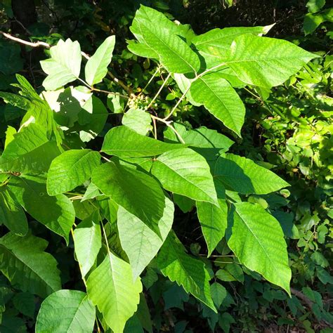 Everything You Need To Know About Poison Ivy