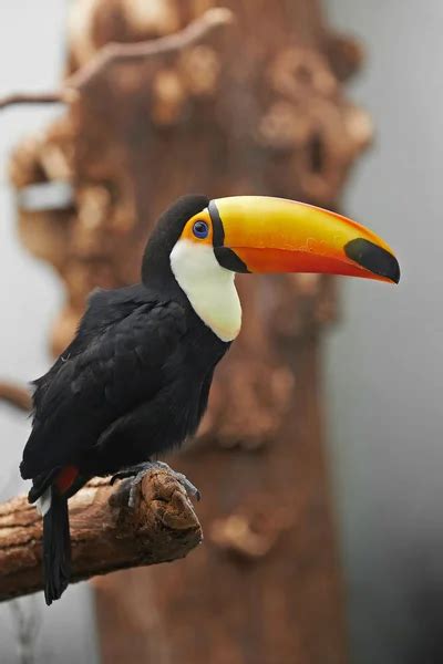 Toco Toucan Изображения стоковые фотографии и картинки Toco Toucan