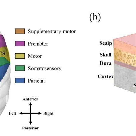 Position Of The Implanted Ecog Electrode Arrays A Two Ecog Electrode