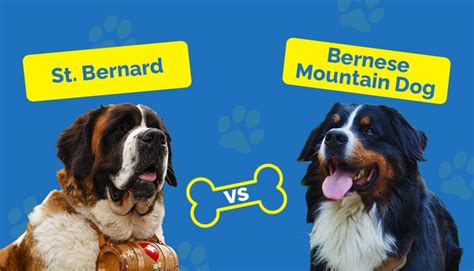 St Bernard Tibetan Mastiff Mix