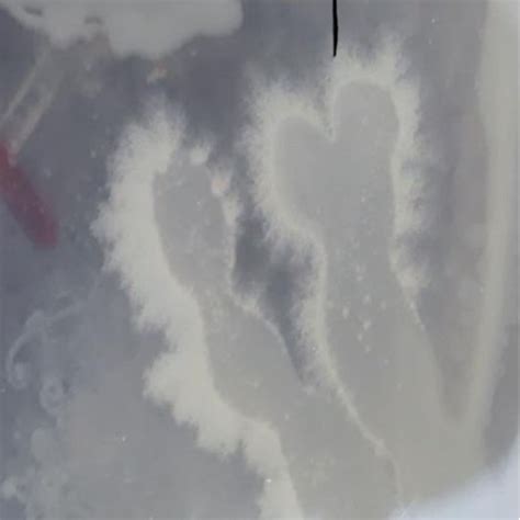 Phenotype Of B Cereus Download Scientific Diagram