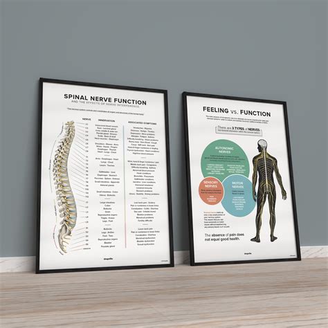 Spinal Nerve Function Chart Etsy