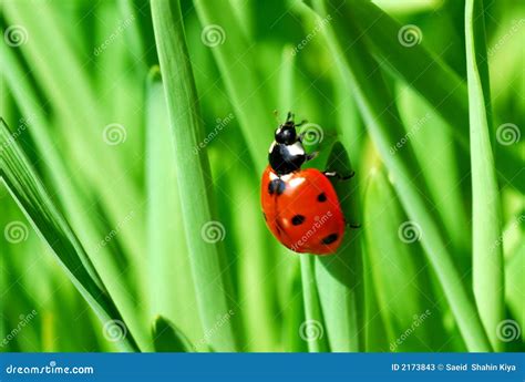 Ladybug Stock Image Image Of Jaws Summer Lady Nature 2173843