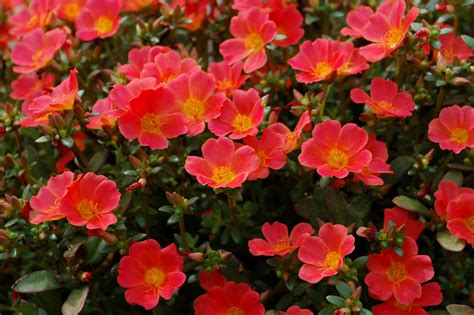Portulaca Closeup Pink Color Hd Wallpaper Rare Gallery