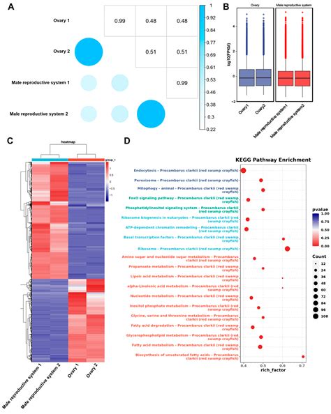 Direct Rna Sequencing Reveals Sex Biased Transcriptomic And