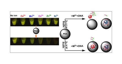 Transition Metal Mediated Dna Adsorption On Polydopamine Nanoparticles Langmuir