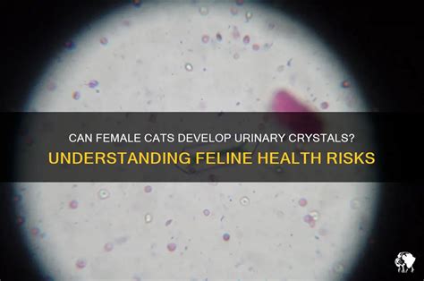 Can Female Cats Develop Urinary Crystals Understanding Feline Health