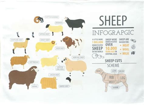Sheep Infographic Large Cotton Tea Towel Artofit
