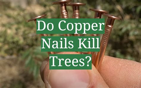 Do Copper Nails Kill Trees Gardenprofy
