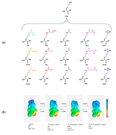Trimethyllysine From Carnitine Biosynthesis To Epigenetics