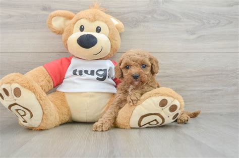 Cute Cavapoo Natalia 3lb 7oz Doodle Puppy