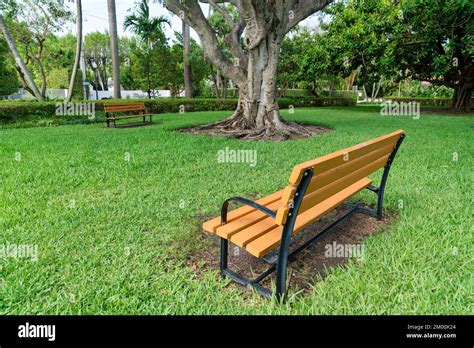 Two Wooden Bench On A Grass Field Under The Tree At Miami Florida There Is A Garden Bench At