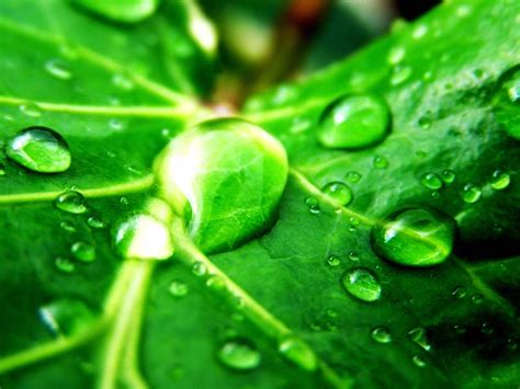 Green Nature Wallpapers Wallpaper Cave