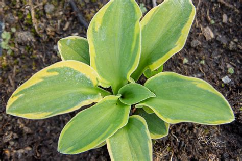 Hosta `school Mouse` Eliseaed E Pood