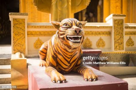 Burmese Tiger Photos And Premium High Res Pictures Getty Images