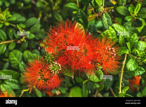 Colorful Red Ohi A Lehua Flowers Waikiki Honolulu Hawaii Native To Hawaii Ohia Trees Considered