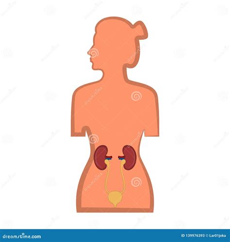 Isolated Human Urinary System In A Woman Body Stock Vector