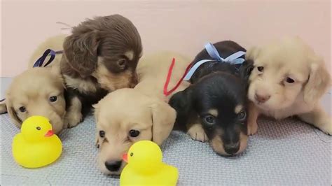 カニヘンダックスフンドのモアナの仔です彡 Youtube