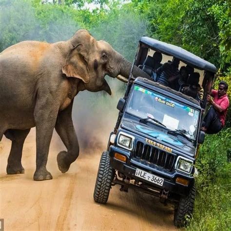 I Love An Exciting Encounter Unfolded In Yala National Park When A