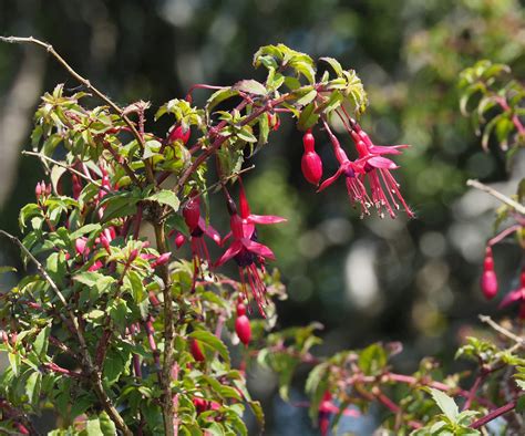 How To Take Fuchsia Cuttings Expert Propagation Advice Homes And Gardens