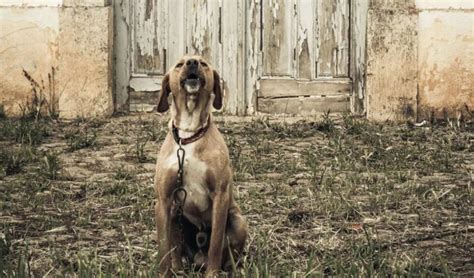 Tzum Recensie Anka Hashin Schrikkeljaar Tzum