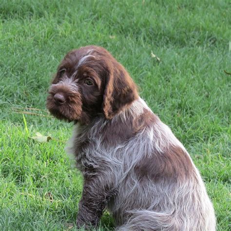 Wirehaired Pointing Griffon Cost Guide Popular Hunting Dog Breed
