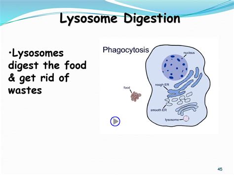 Chemical Origin Of Life Ppt Download