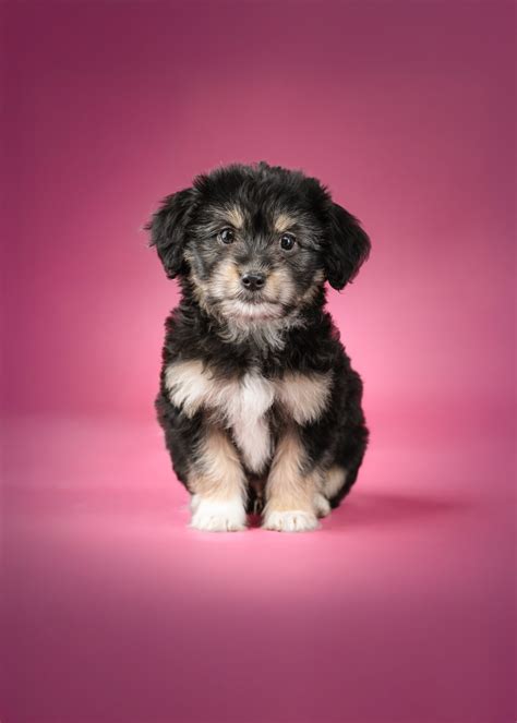 Kevin Berkeley Humane