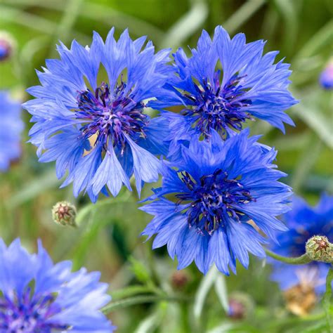 Easy To Grow Cornflower Blue Seed Oh Sow™ Simple Easy To Grow Bulbs