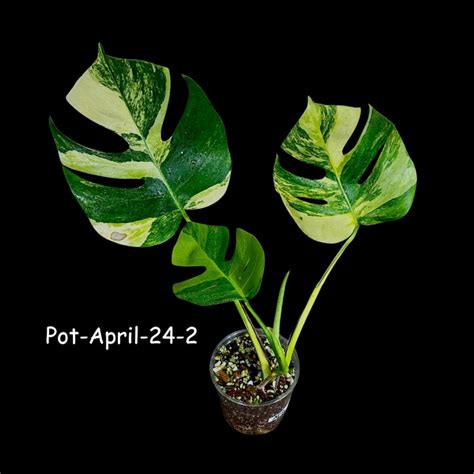 Bulbasaur Monstera Etsy