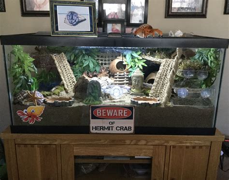 Hermit Crab Tank Hermit Crab Tank Hermit Crab Habitat Hermit Crab
