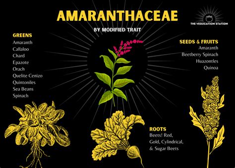 Amaranthaceae — 🍅 The Vegucation Station 🍅