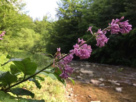 Invitație In Natura Ziua Liliacului Carpatin Pe Valea Iadului