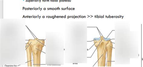 Diagram Of Proximal Tibia Quizlet