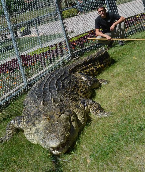 Saltwater Crocodile Size Record