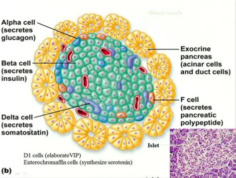 Pancreas Histology Alpha Cells Pancreas Anatomy And Histology