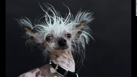 Meet The Worlds Ugliest Dog