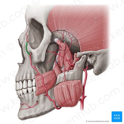 Facial Artery Anatomy Branches And Clinical Points Kenhub