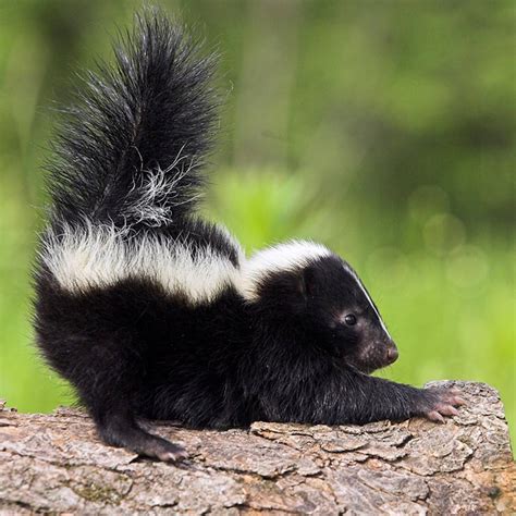 Skunk