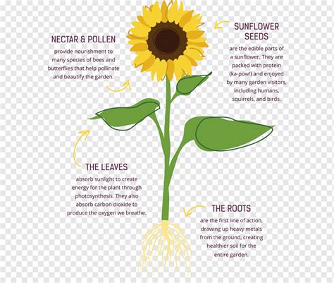 Parts Of A Sunflower And Their Functions Chart