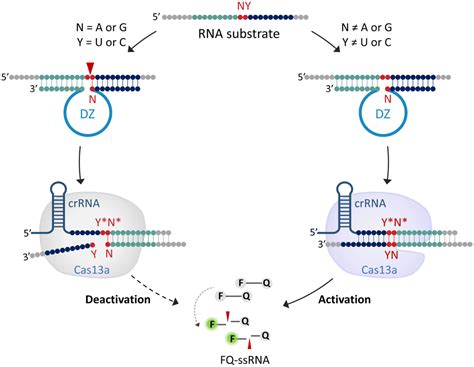 A High Fidelity Dnazyme Assisted Crisprcas13a System With Single
