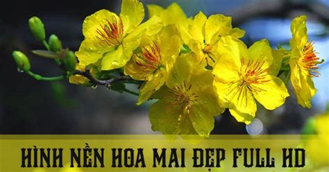 500 Mẫu Hình ảnh Hoa Mai đẹp Trên Khắp Thế Giới