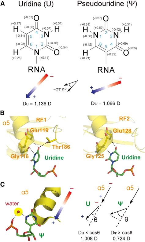 Rationalization And Prediction Of Selective Decoding Of Pseudouridine