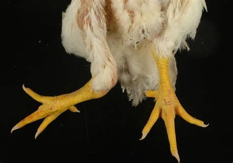 Noninfectious Skeletal Disorders In Poultry Poultry Msd Veterinary