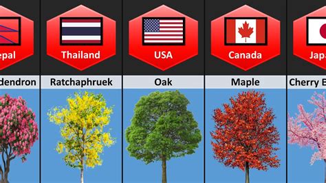 National Trees From Different Countries Youtube