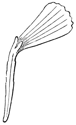 Bunga Campion Unguiculate Atau Kelopak Cakar Abad Ke19 Ilustrasi Stok Unduh Gambar Sekarang